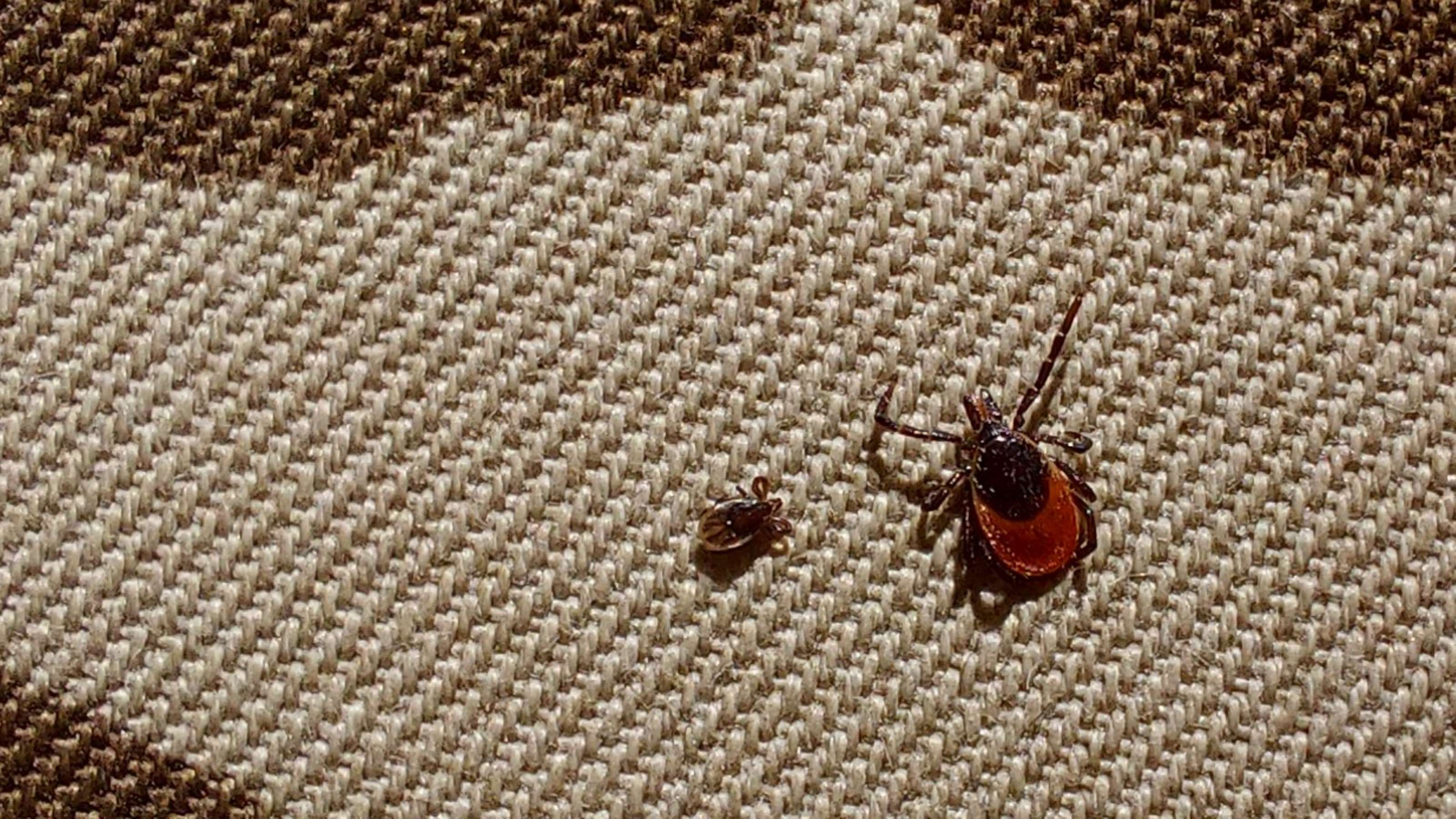 Vector control – protection against pathogenic agents